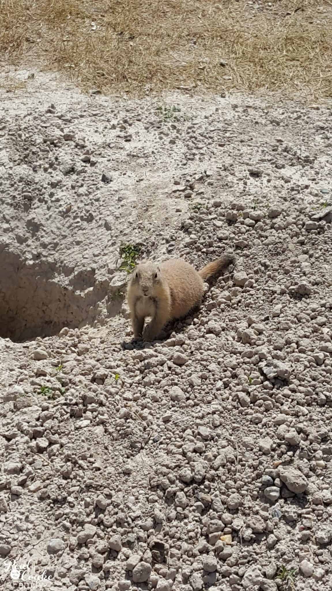 Our 2015 Family Road Trip - The Final Week!